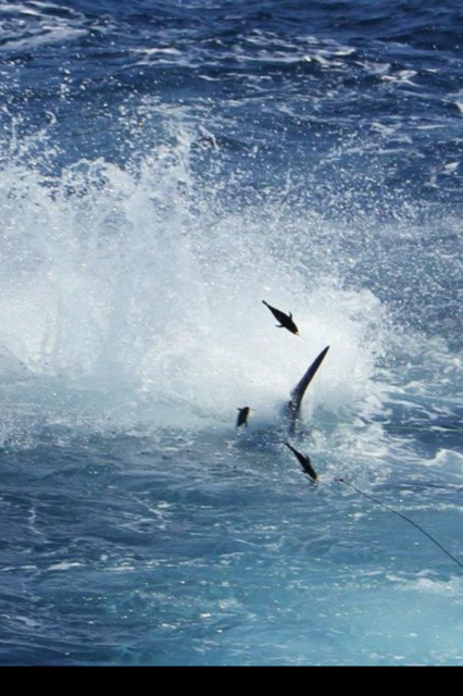 Marlin Mudflaps – Marlin Fishing, Marlin Teasers, and More